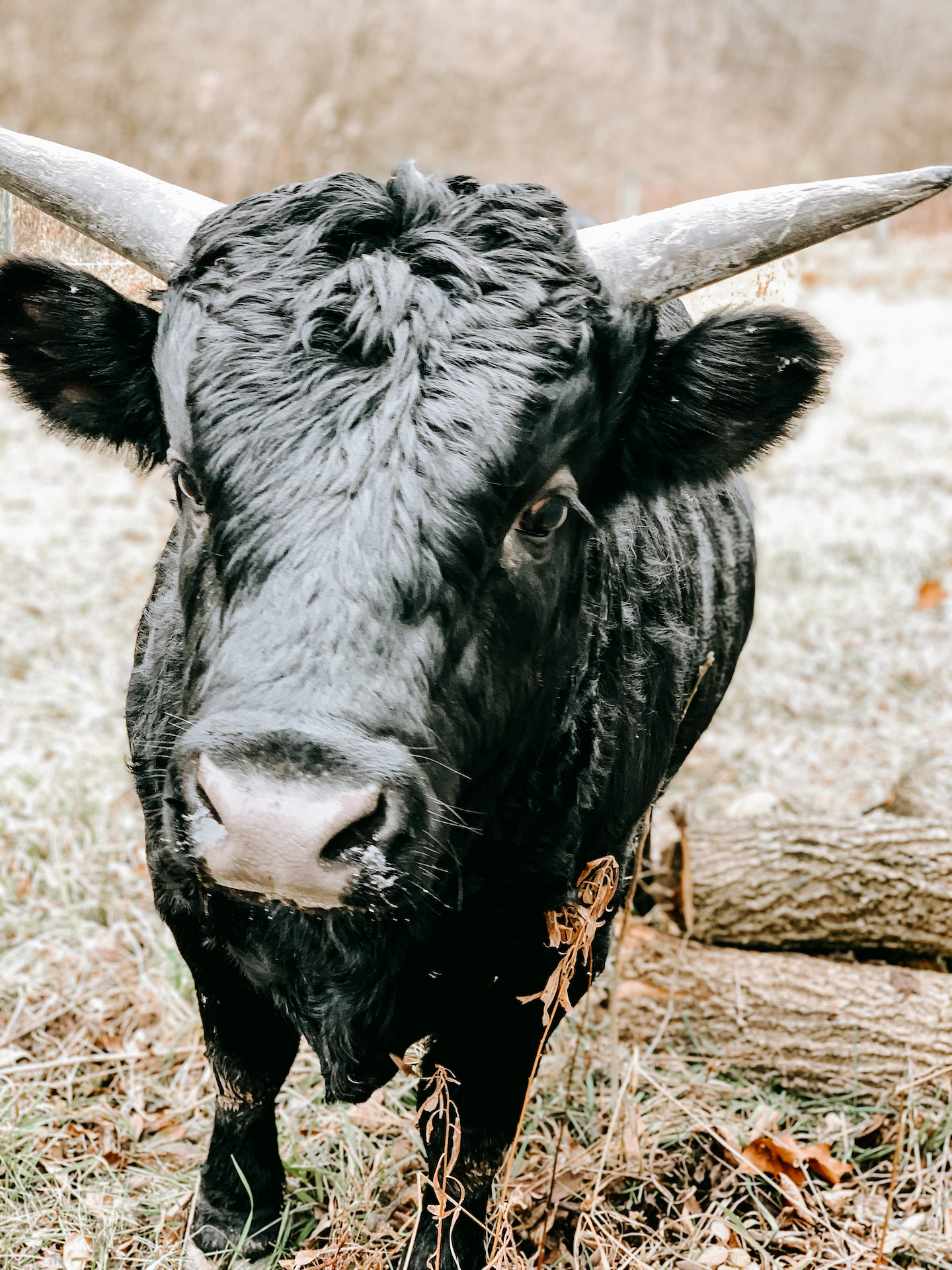 the cline's get cows {including a baby cow!}! - Fueling Mamahood